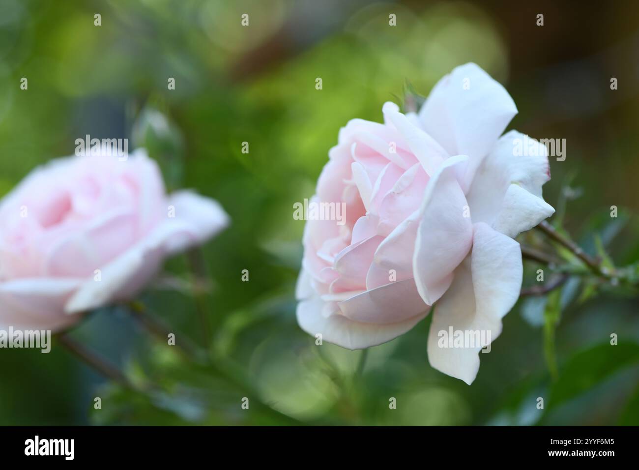 Baby pink rosebud with roses in background. Young shoots of a rose ...