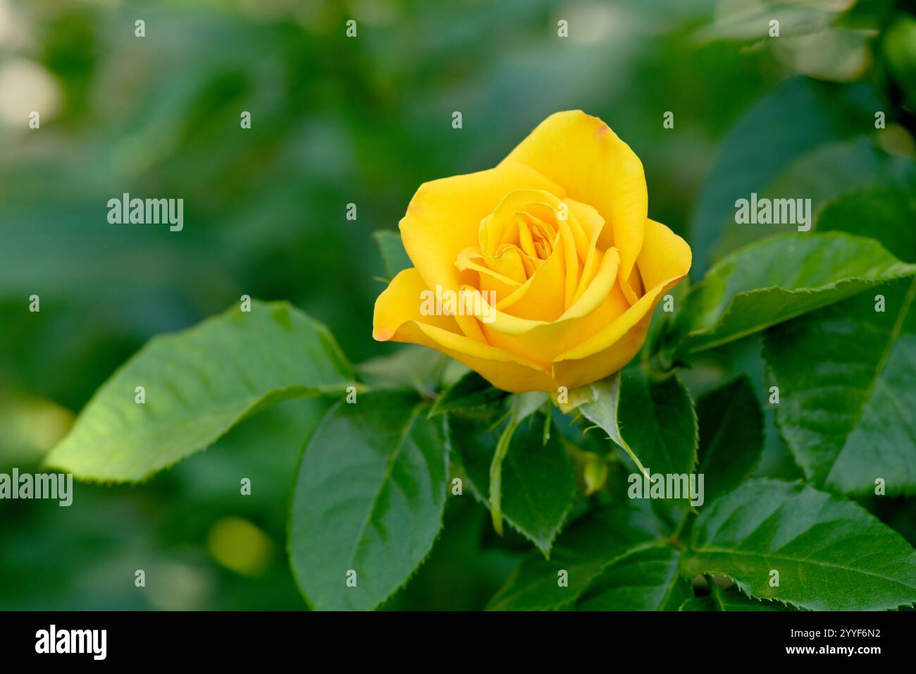 Flower of Yellow Rose in the summer garden. Yellow Roses with shallow ...
