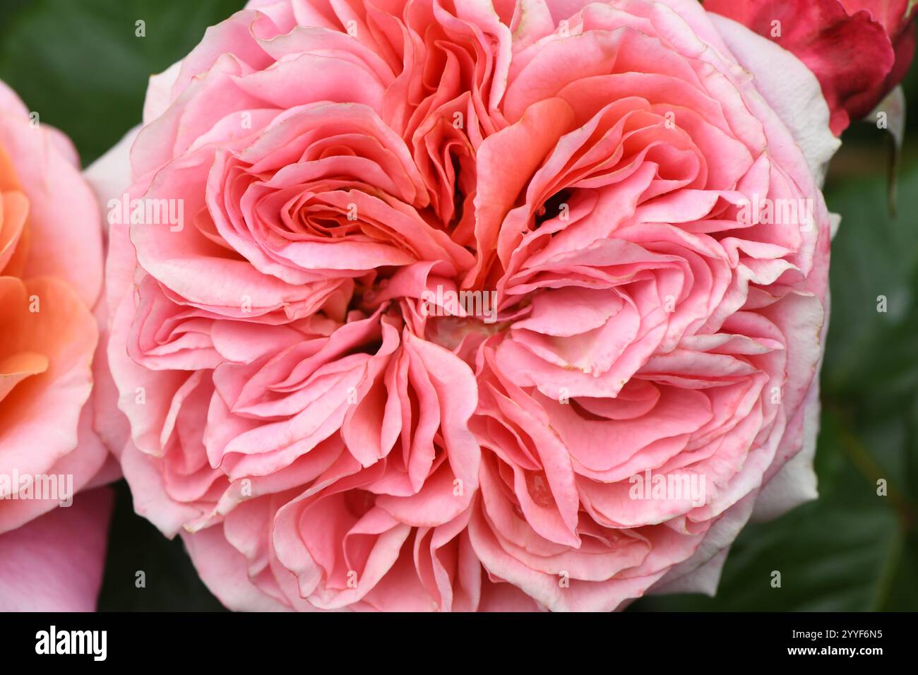 Baby pink rosebud with roses in background. Young shoots of a rose ...
