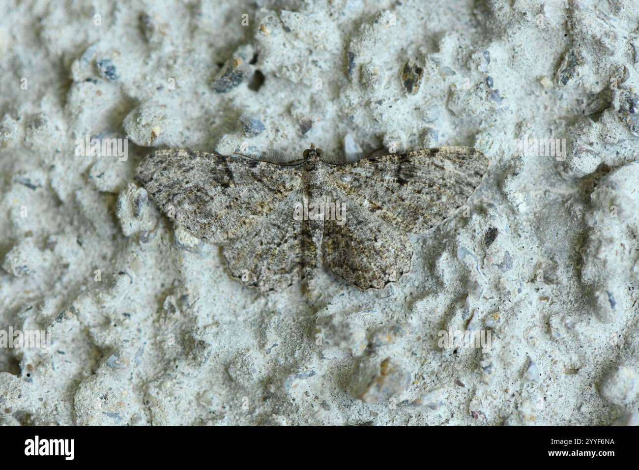 Closeup on the grey Peppered Moth, Biston betularia sitting with open ...