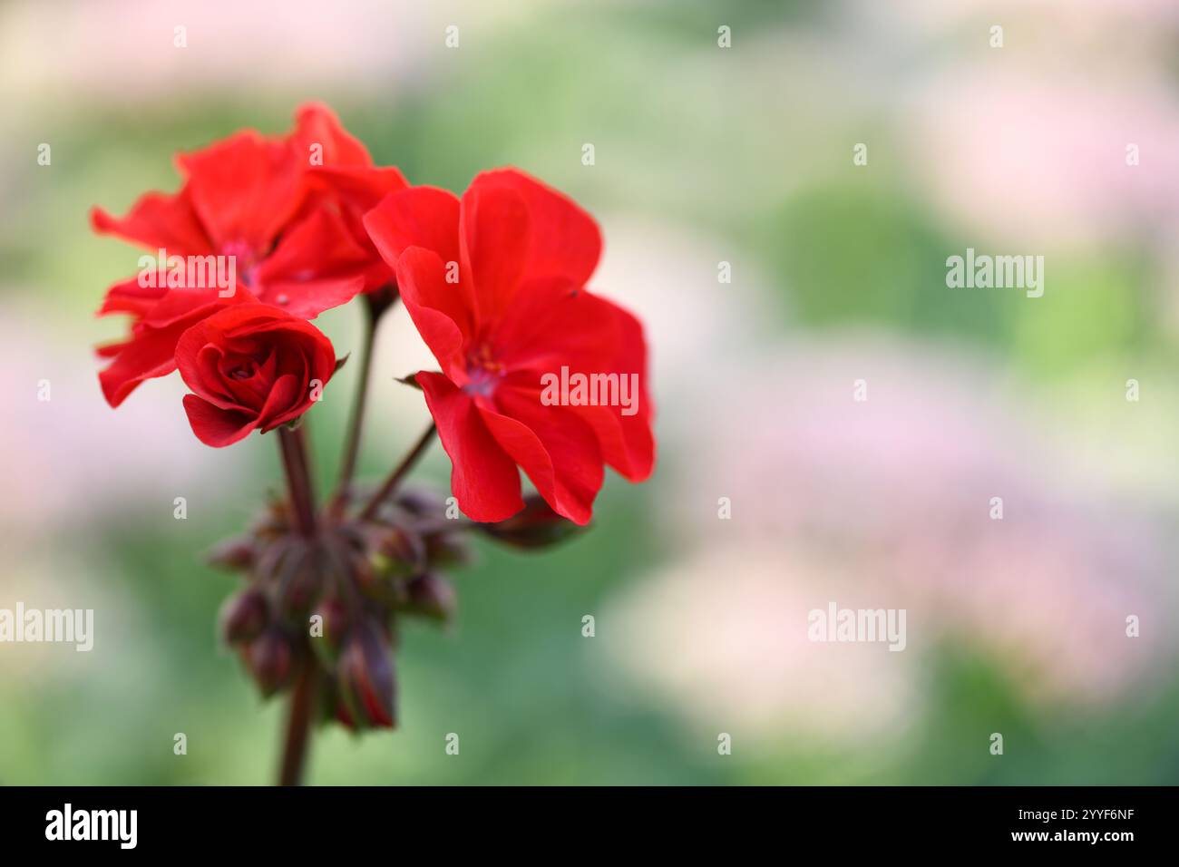 Red geranium. Pelargonium inquinans flowering plant in full bloom. The ...