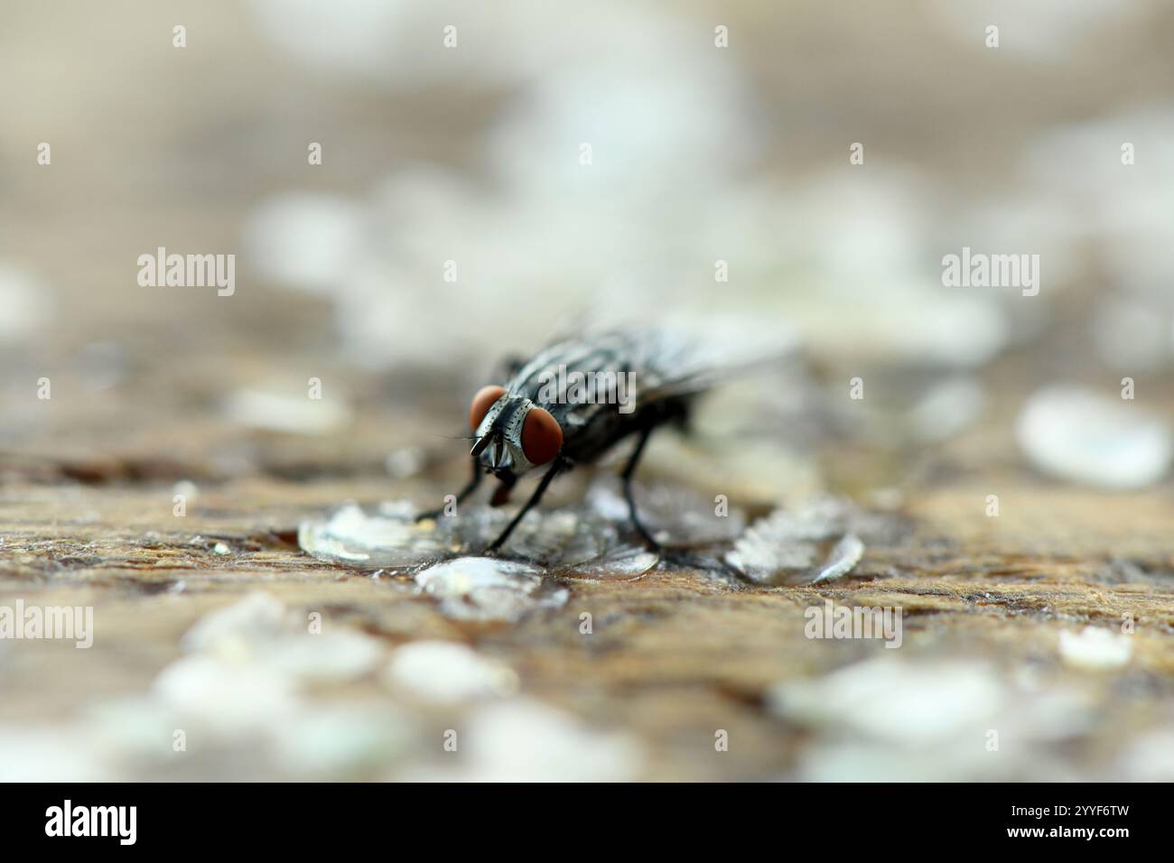 Close-up fly. Focus on fly's eyes. Close-up of house fly. Focus clearly ...