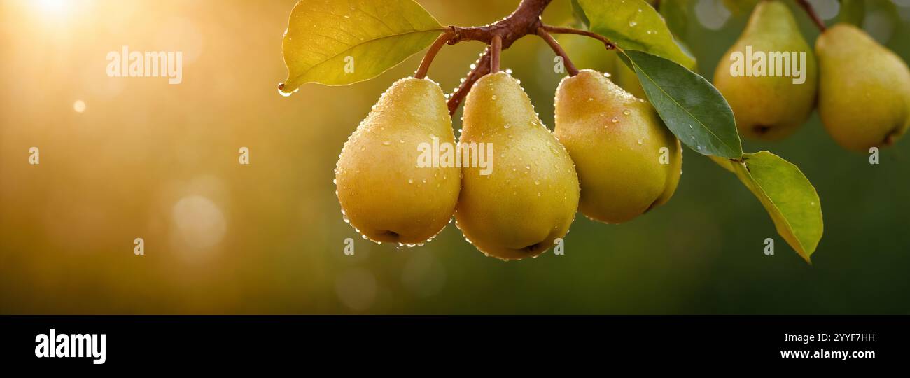 Pear with water drops in backlit sun. Fresh pear with water drops ...