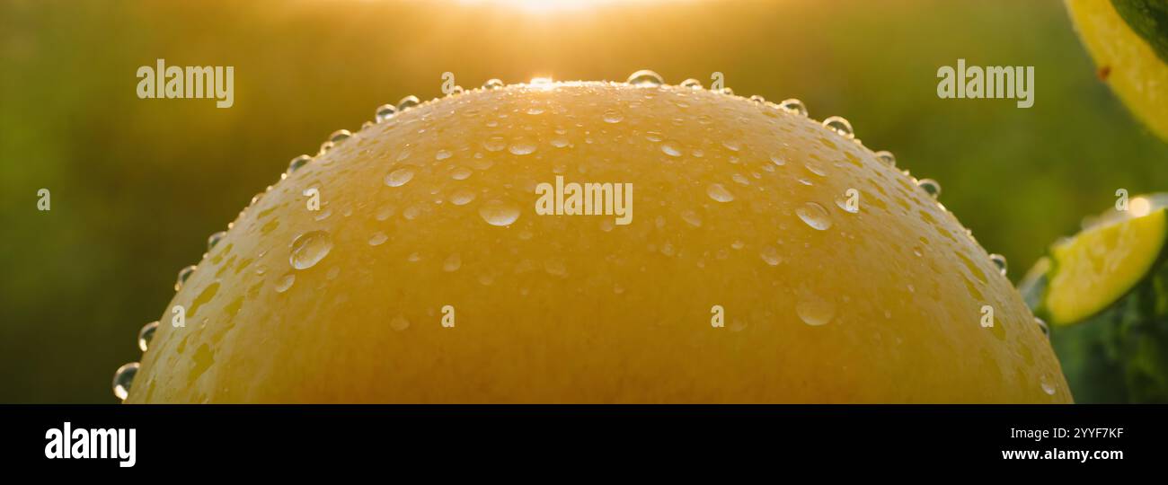 Melon with water drops in the backlight of the sun. Fresh melon with ...
