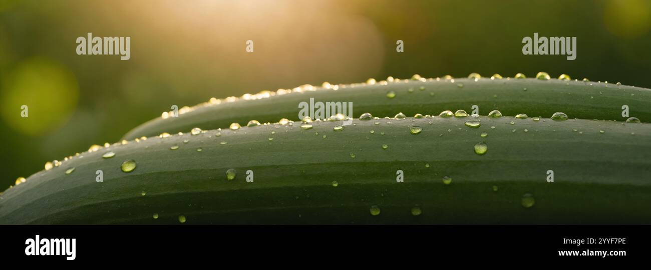 Zucchini squash, vegetable, macro, portrait. Fresh zucchini with water ...