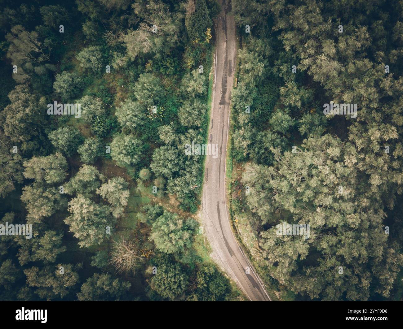 Aerial view of a winding road cutting through a lush green forest ...