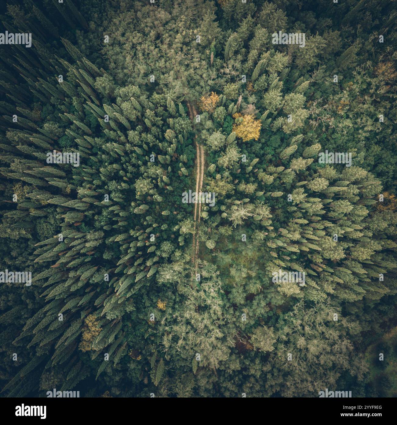 Scenic aerial perspective dense forest hi-res stock photography and images - Alamy