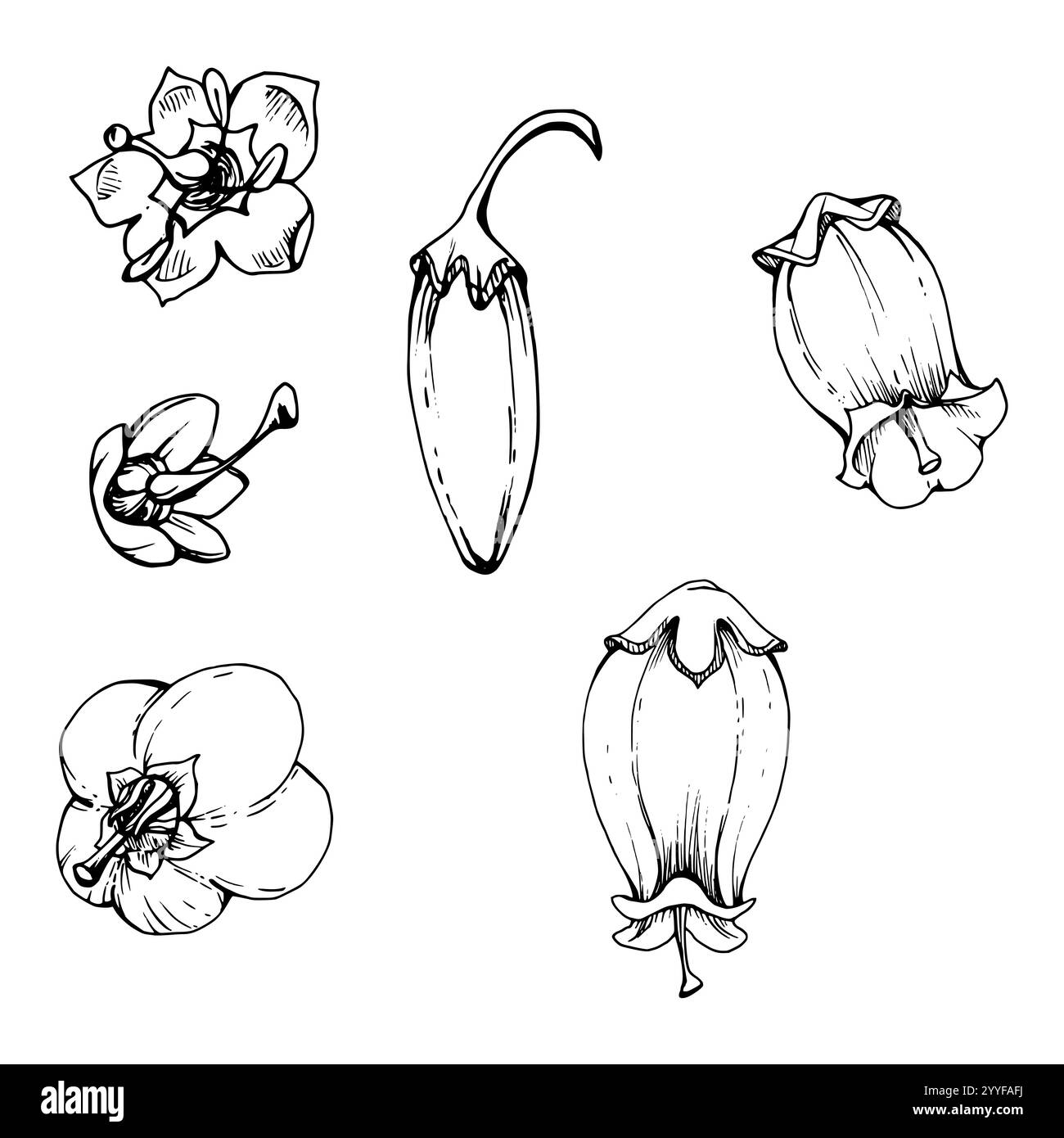 Heather blueberry white and line bell flower bud, hand drawn in ink ...