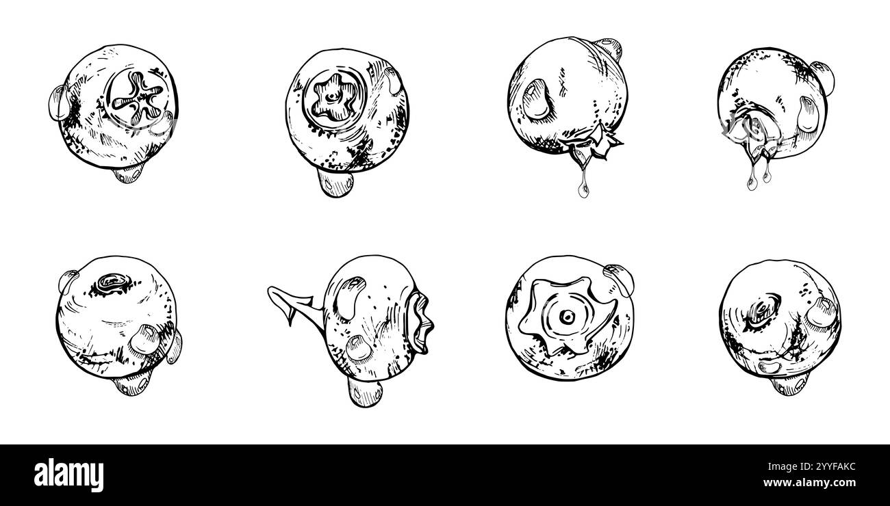 Blueberry blackberry sloe fruit hi-res stock photography and images - Alamy