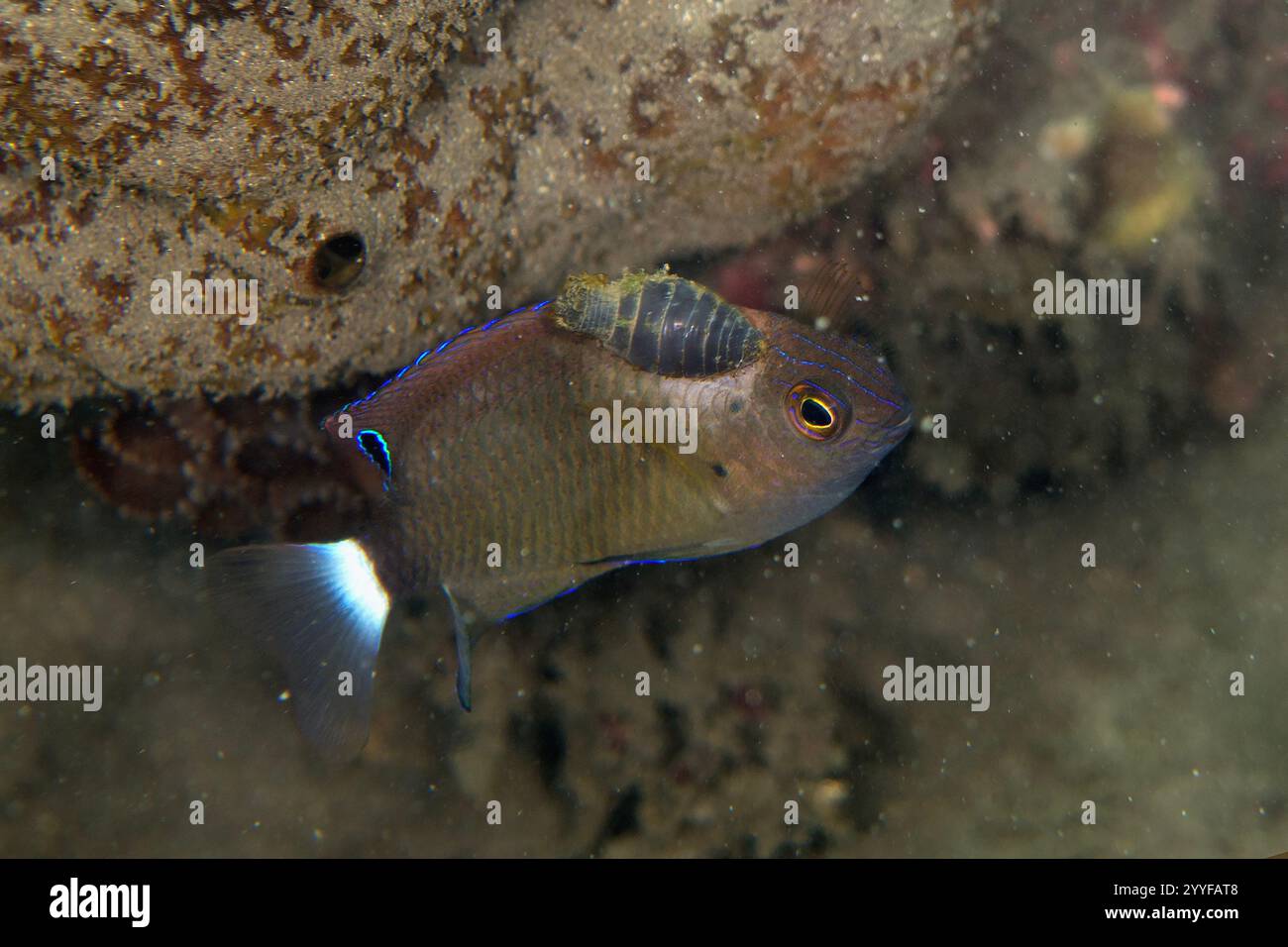 Subadult Whitetail Damselfish, Pomacentrus chrysurus, with Segmented ...