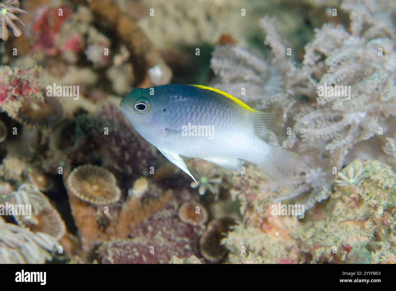 Rolland's Demoiselle, Chrysiptera rollandi, Cristo Rei dive site, Dili ...