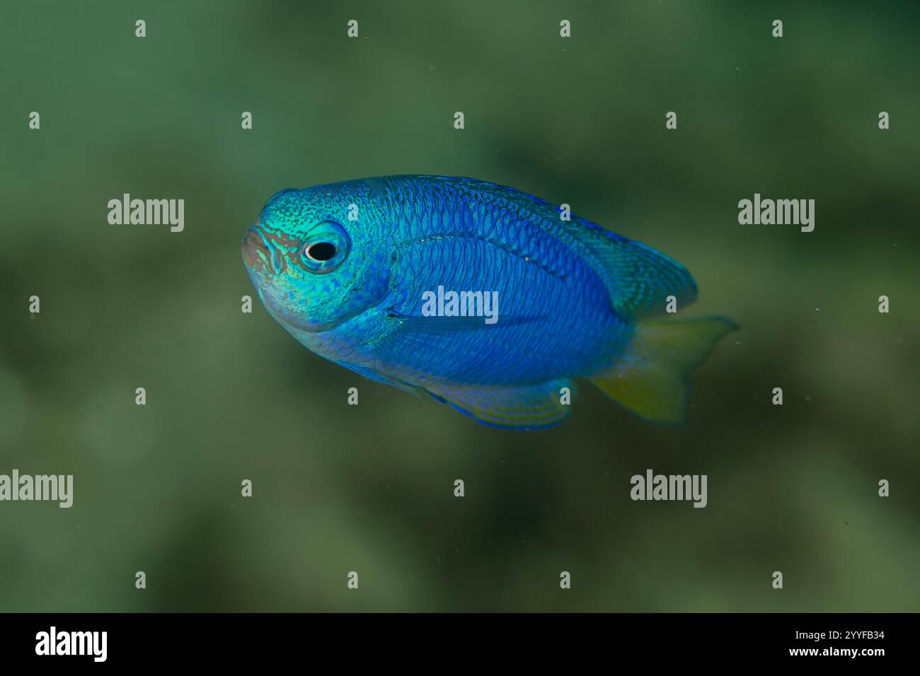 Neon Damselfish, Pomacentrus coelestis, Dili Rock East dive site, Dili ...