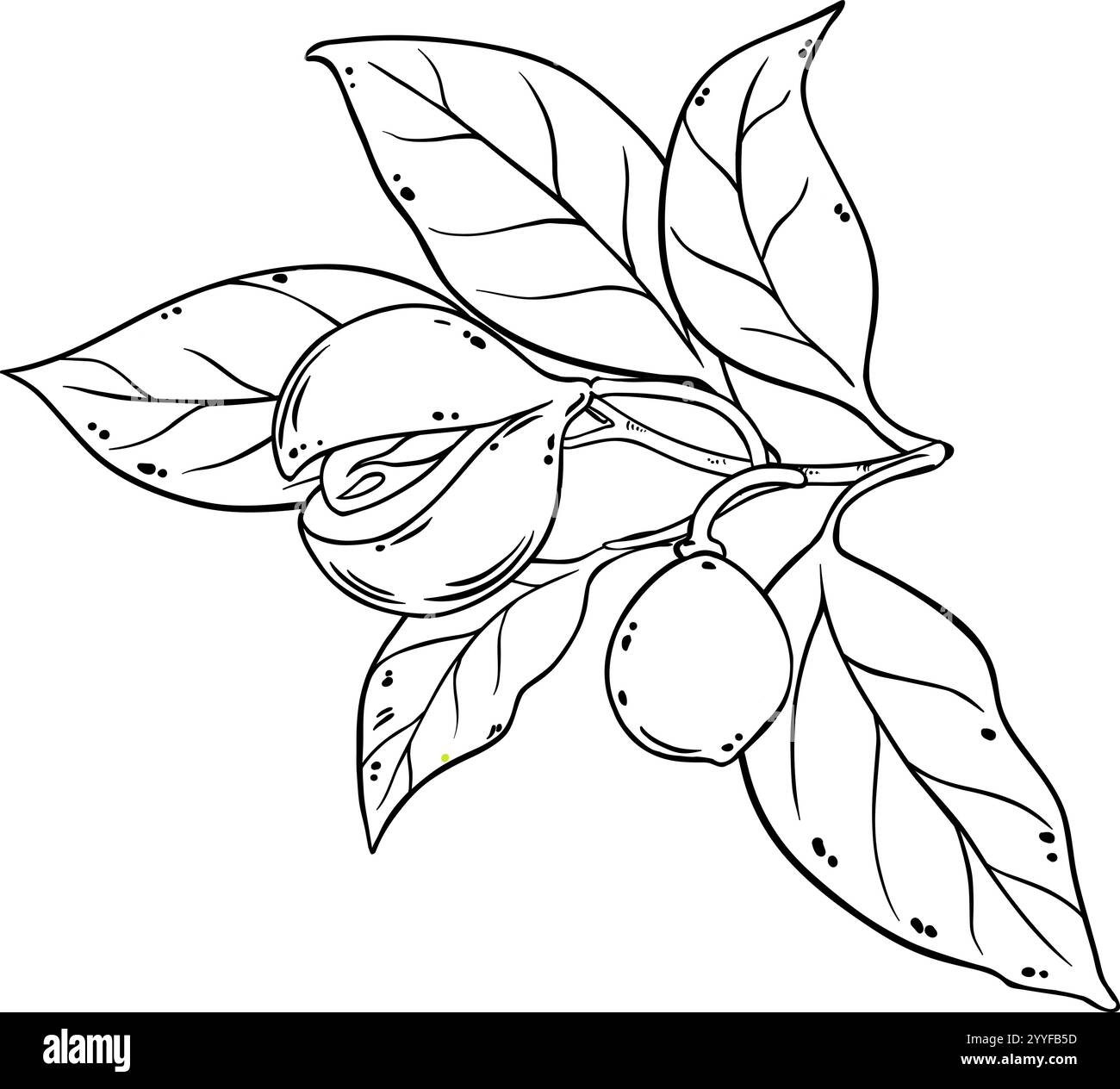 Nutmeg Branch Isolated Outline Illustration Stock Vector Image & Art ...