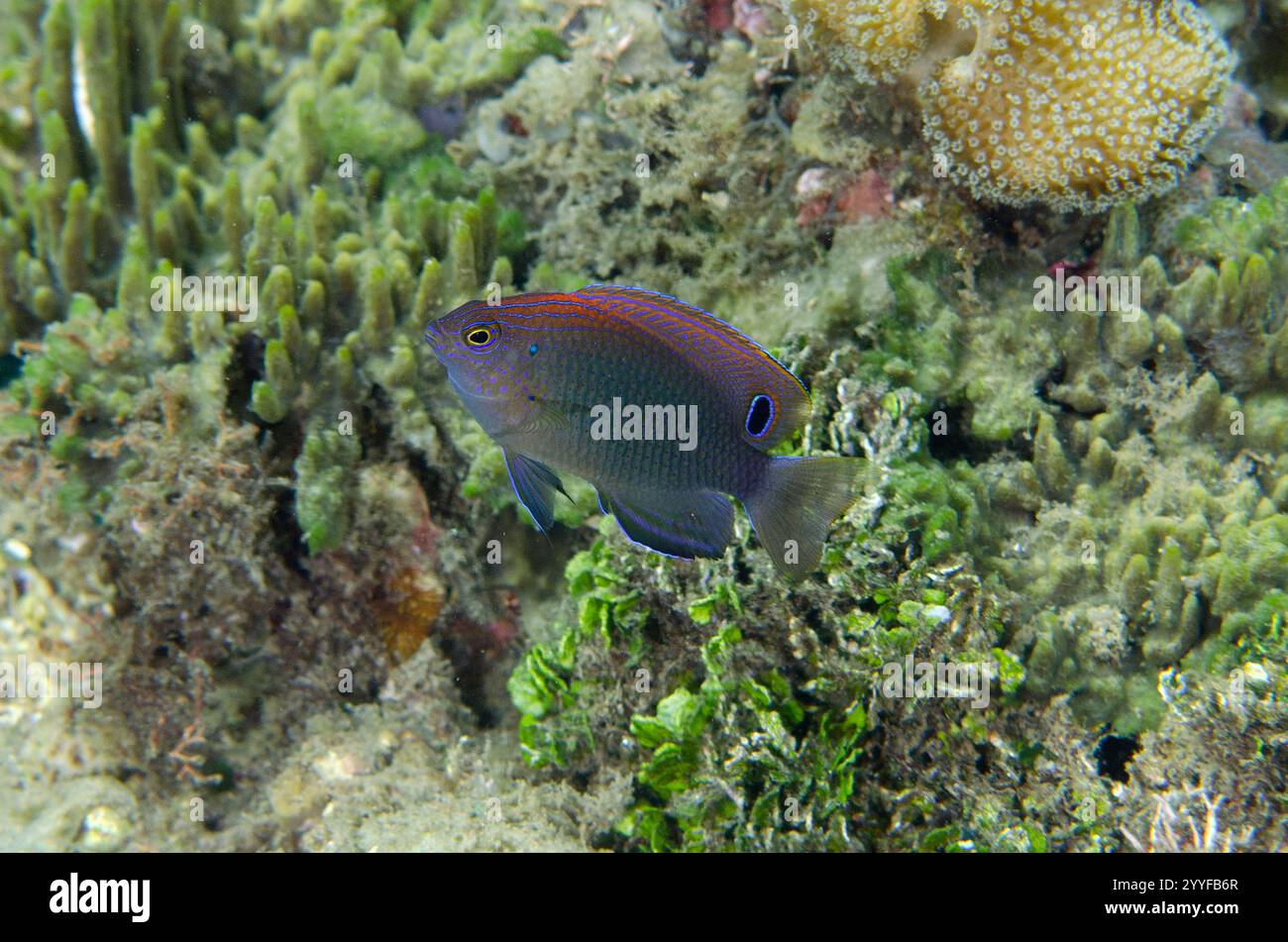 Princess Damselfish, Pomacentrus vaiuli, Laha dive site, Ambon, Maluku ...