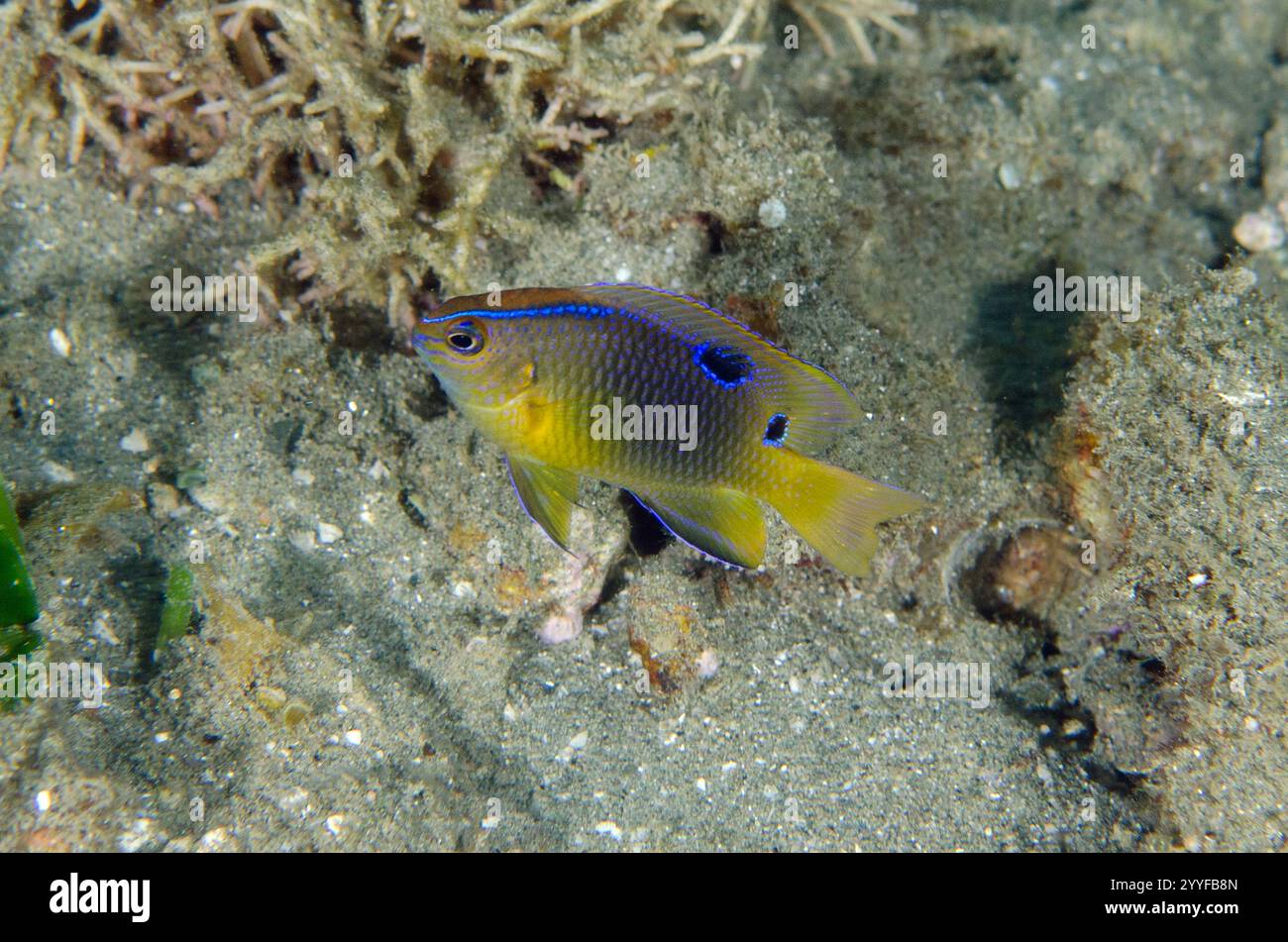 Juvenile Onespot Damselfish, Chrysiptera unimaculata, Laha dive site ...
