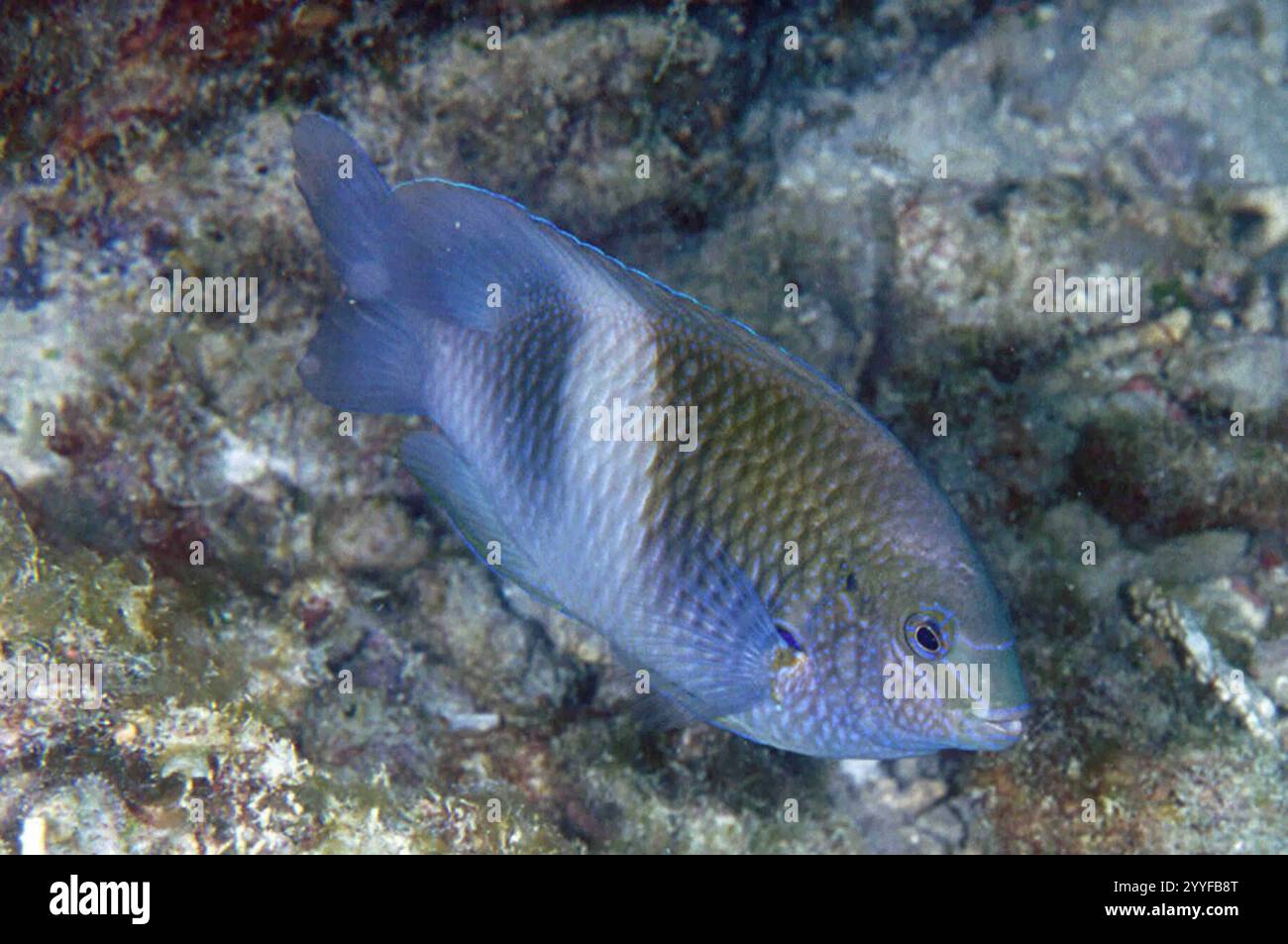 Honeyhead Damsel, Dischistodus prosopotaenia, Ezdir Reef dive site ...