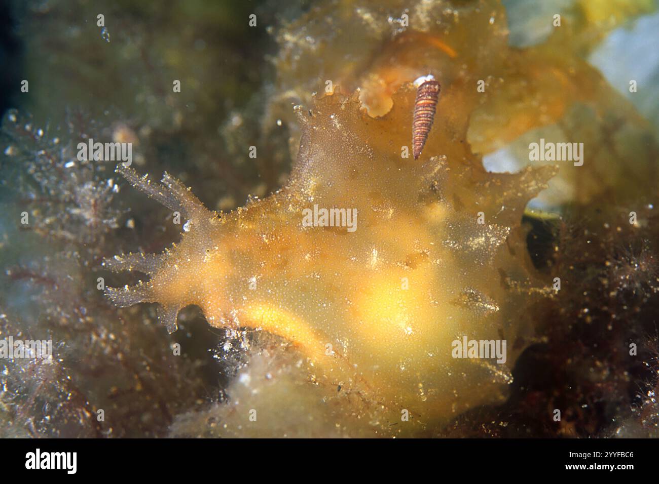 Indian Sea Hare, Notarchus indicus, with parasitic Pyramid Shell ...