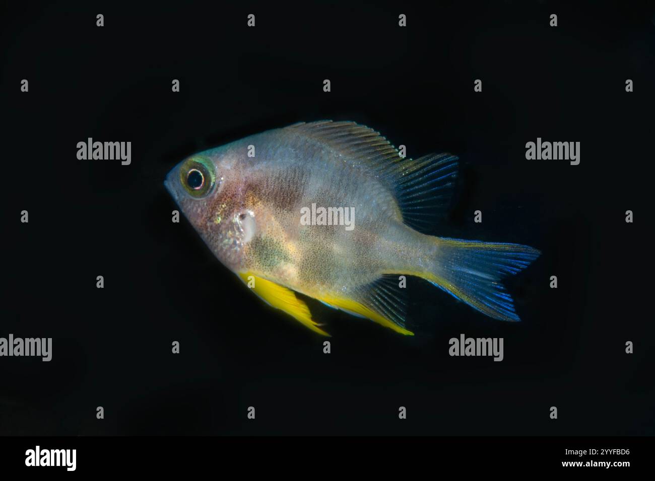 Whitebelly Damselfish, Amblyglyphidodon leucogaster, Tolok Lohsera dive ...