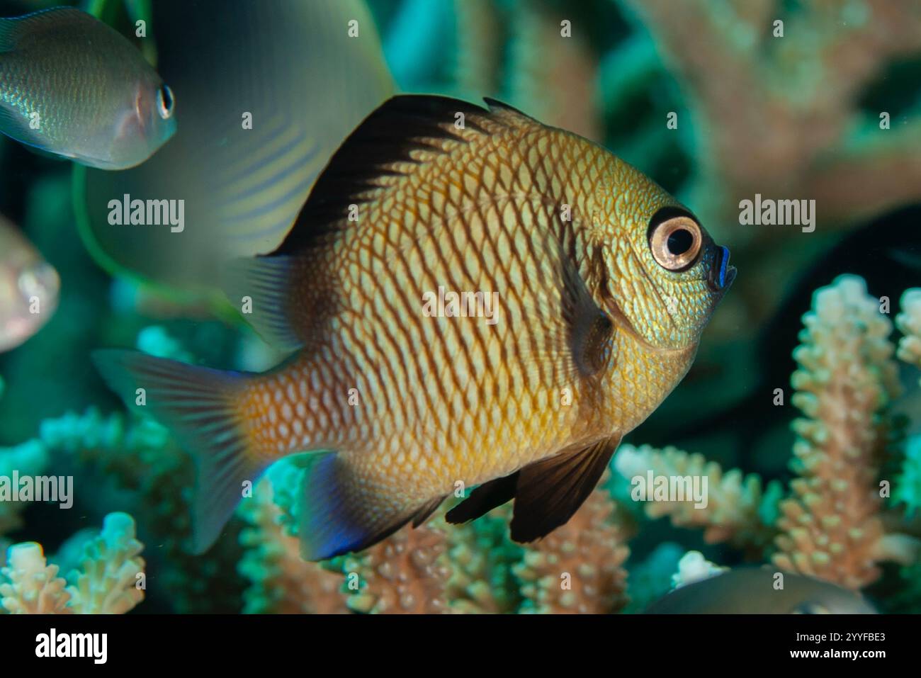 Reticulated Dascyllus, Dascyllus reticulatus, Tutuntute dive site, near ...