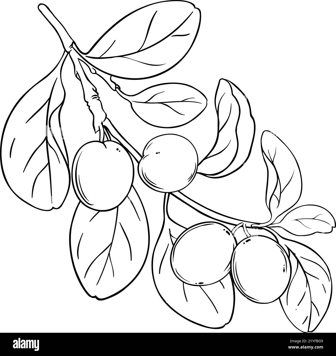 Ximenia Branch Isolated Outline Illustration Stock Vector Image & Art ...