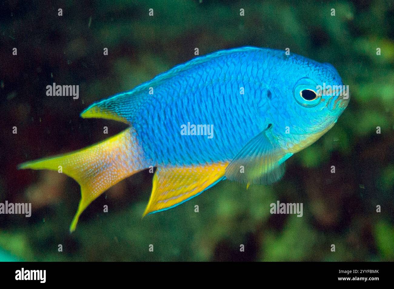 Neon Damselfish, Pomacentrus coelestis, Rojos dive site, Lembeh Straits ...