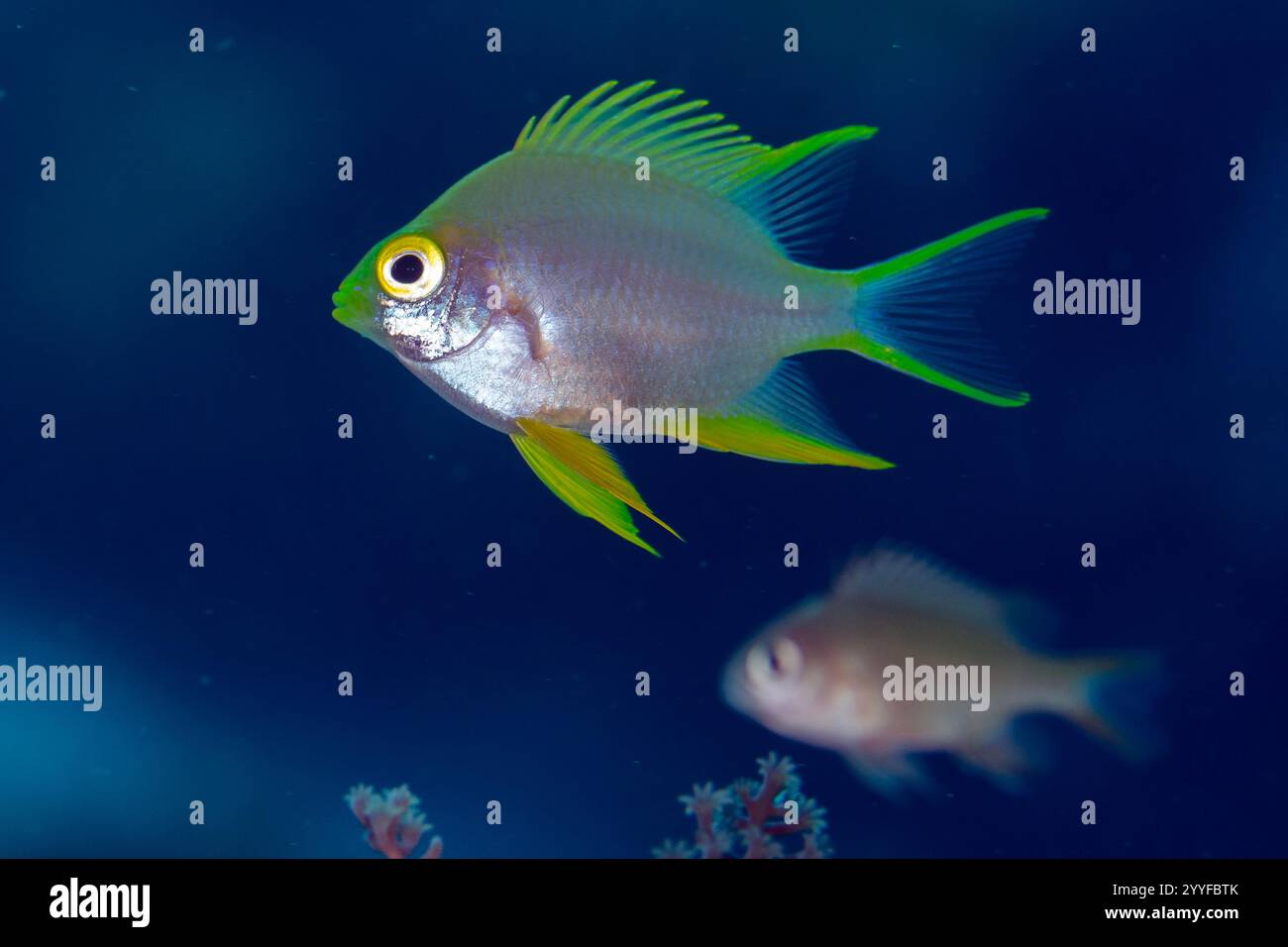 Ternate Damselfish, Amblyglyphidodon ternatensis, Tatawa Besar Island ...