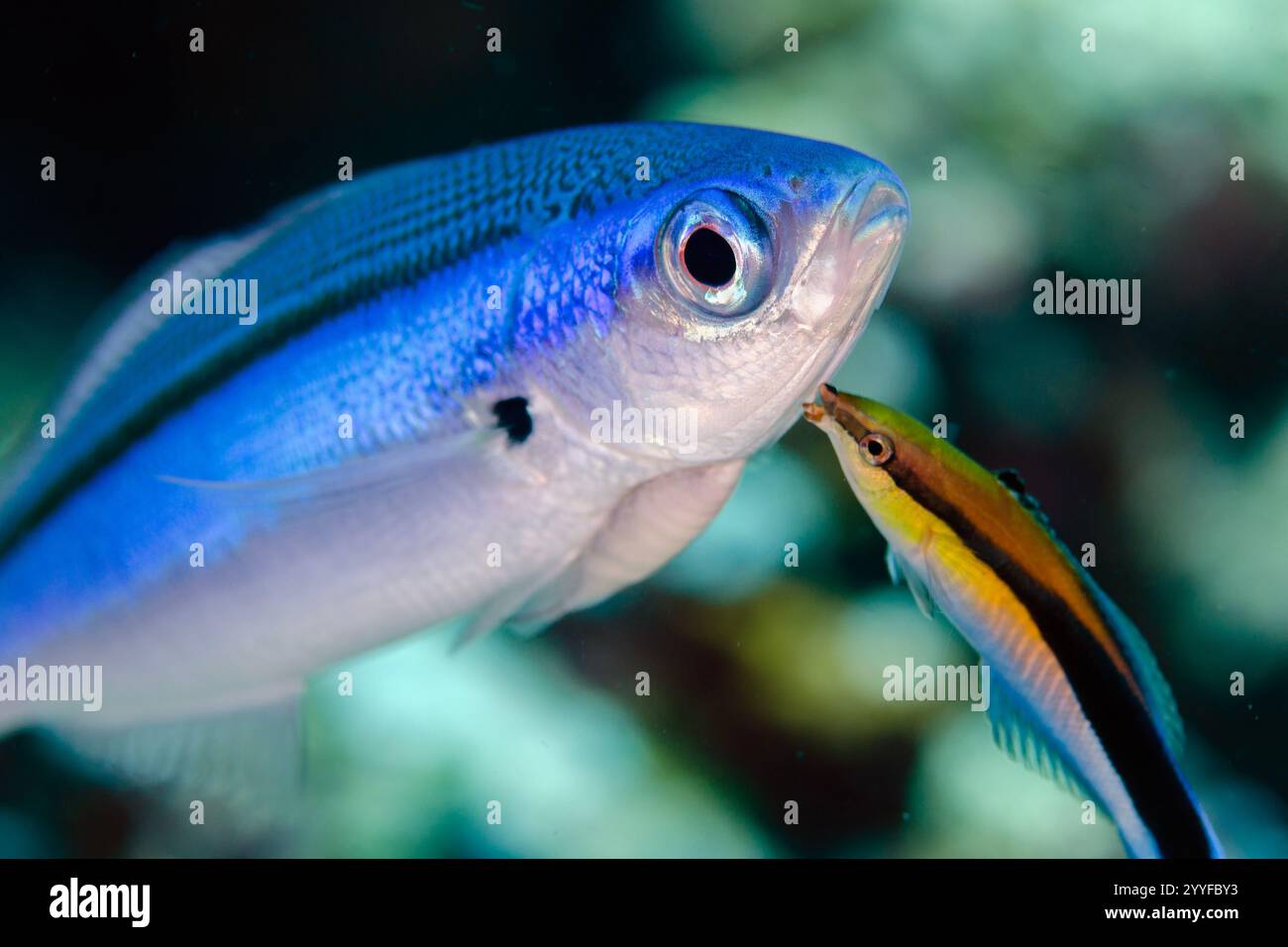 Bluestreak Cleaner Wrasse, Labroides dimidiatus, cleaning Bluestreak ...