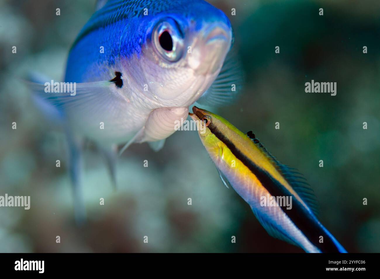 Bluestreak Cleaner Wrasse, Labroides dimidiatus, cleaning Bluestreak ...