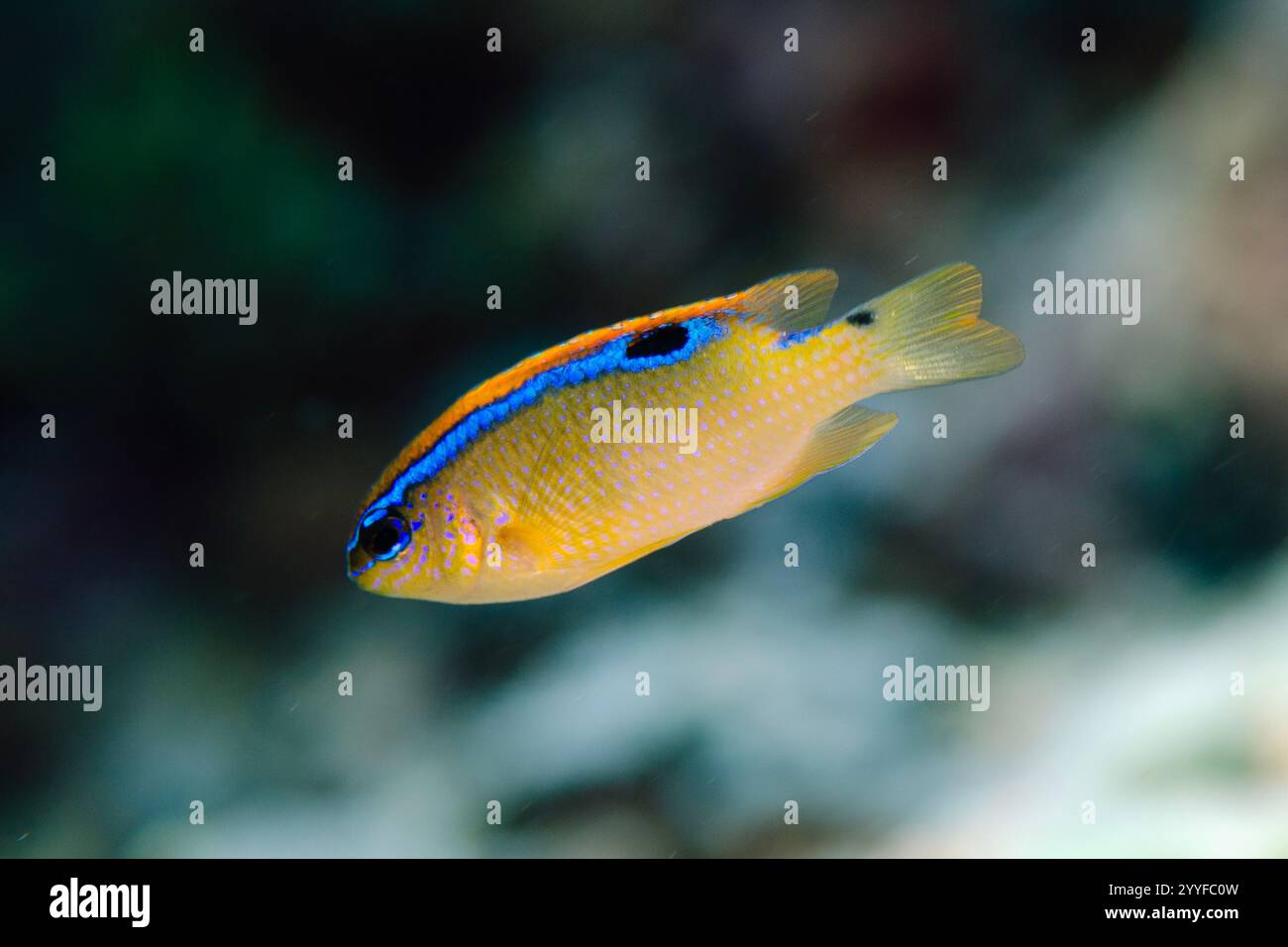 Pale form of Pacific Surge Damselfish, Chrysiptera leucopomaa, Boo ...