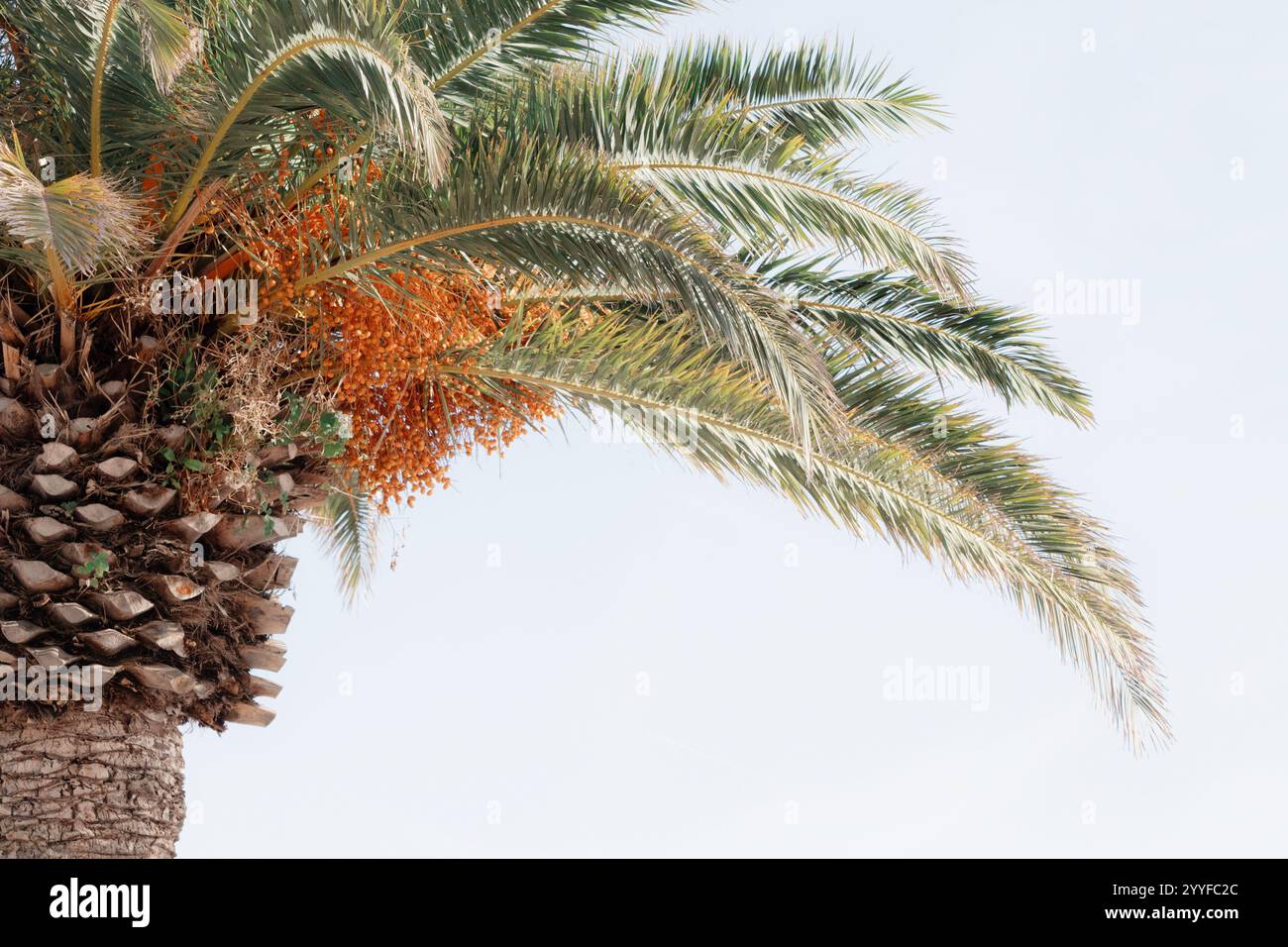 Close up of date palm tree with ripe fruits hanging from its branches ...