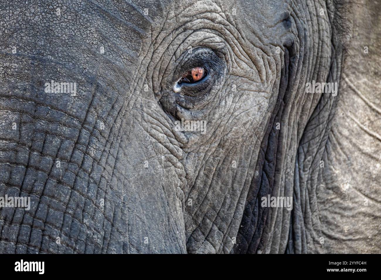 Lephant detail hi-res stock photography and images - Alamy
