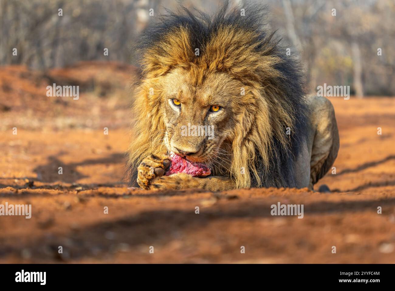 Lion in its habitat hi-res stock photography and images - Alamy
