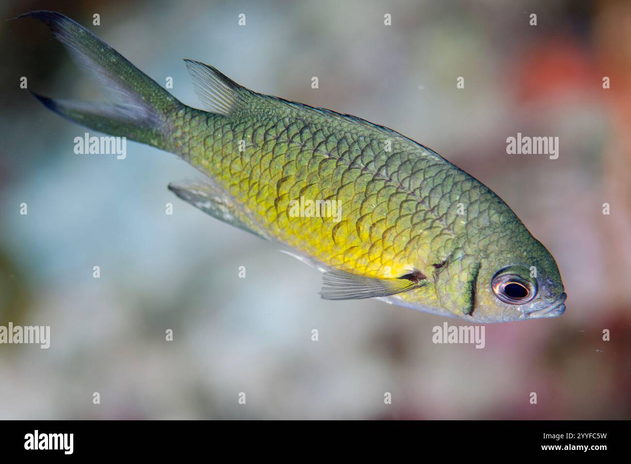 Weber’s Chromis, Chromis weberi, Wedding Cake dive site, Wayil Island ...