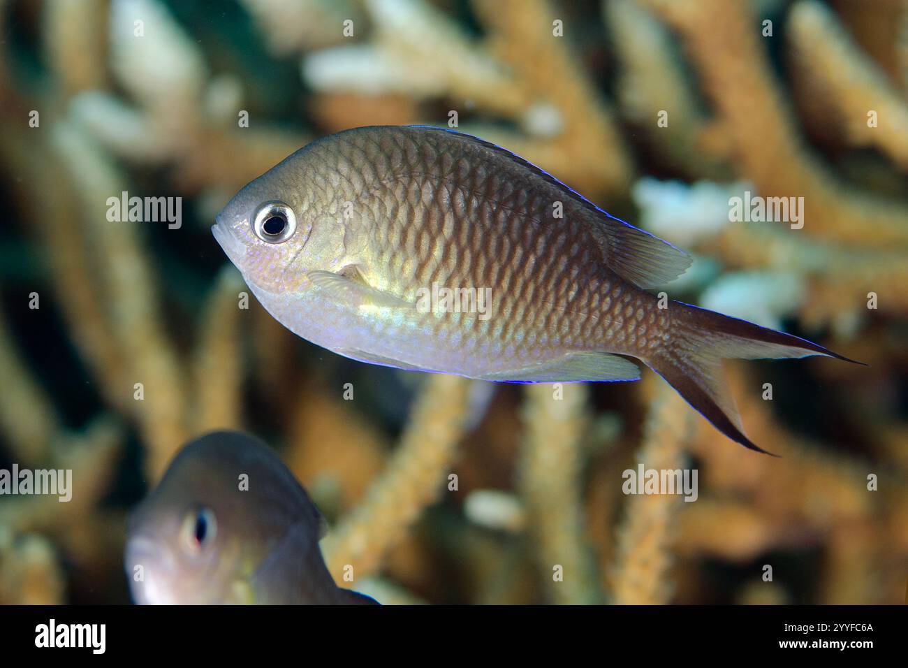 Brown Demoiselle, Neopomacentrus filamentosus, Breakfast dive site ...