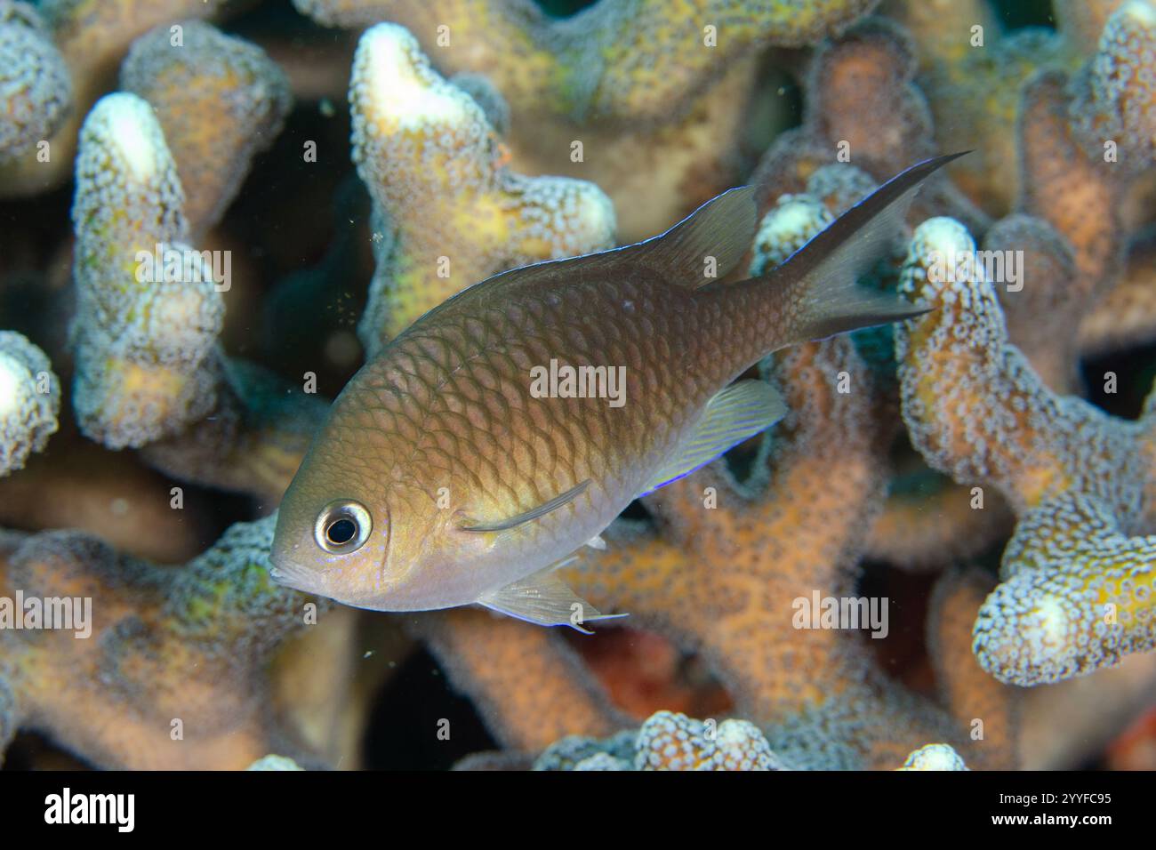 Brown Demoiselle, Neopomacentrus filamentosus, Mangrove Ridge dive site ...