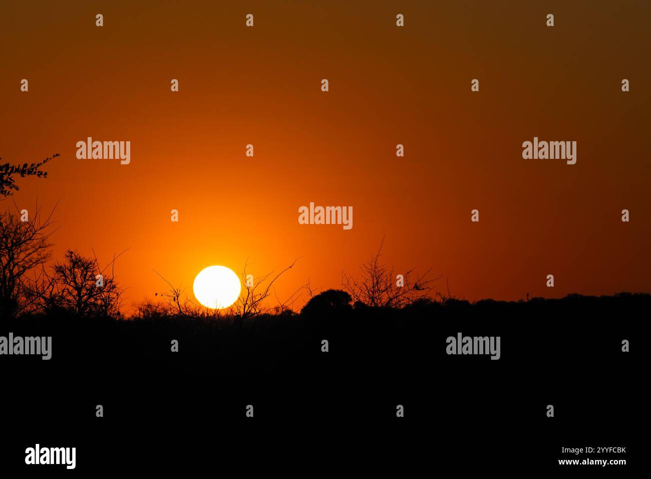 Golden sunset over the African savanna with silhouetted trees creating ...