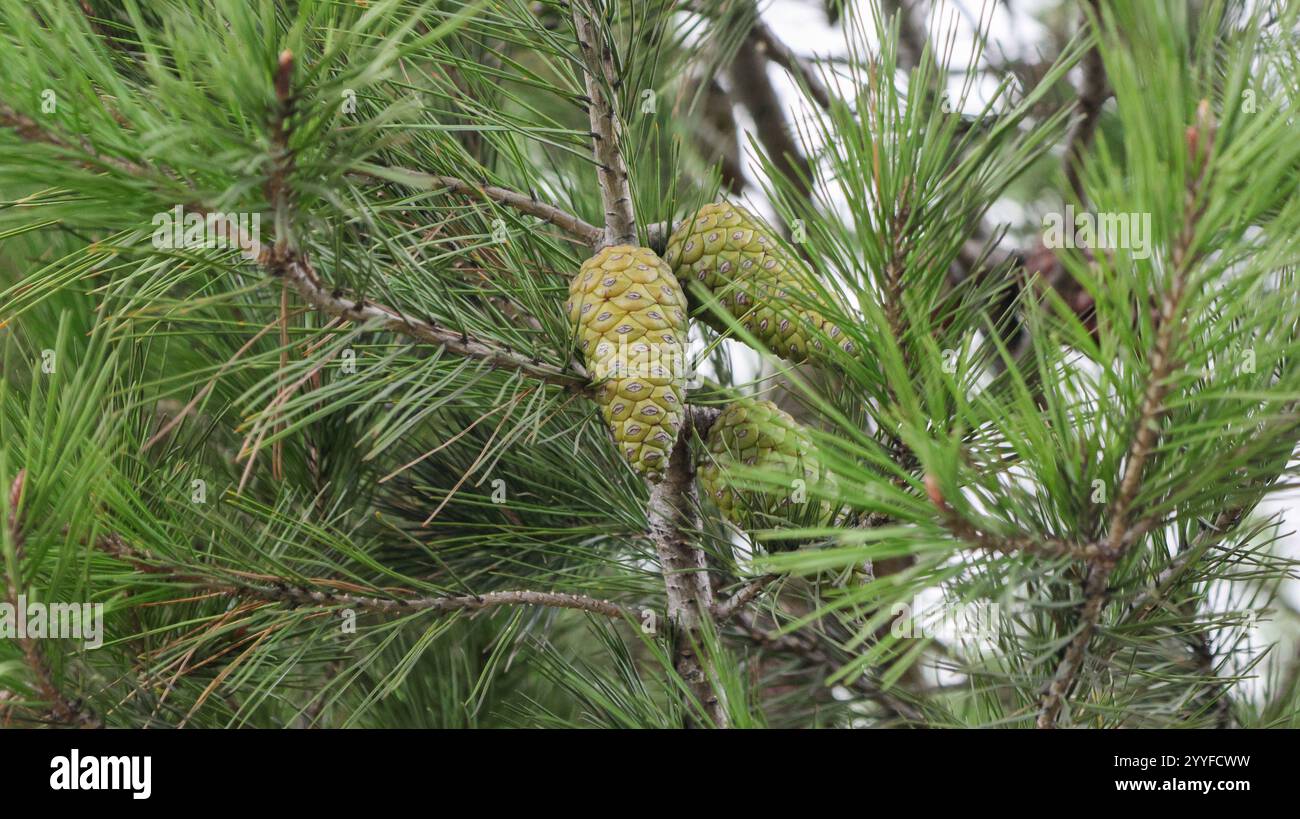Pine cones growing on a pine tree branch, surrounded by green needles ...