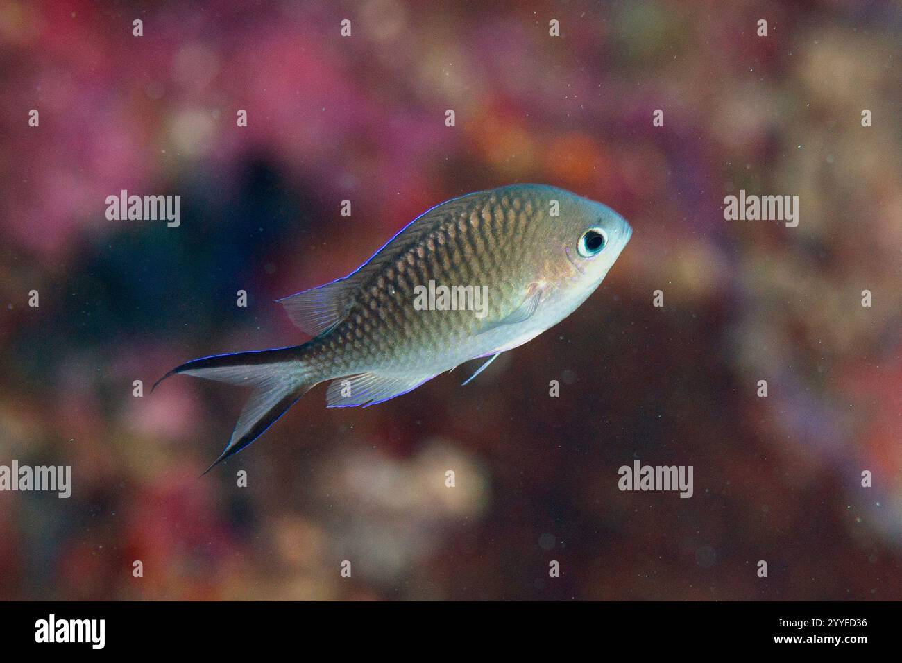 Neopomacentrus anabatoides hi-res stock photography and images - Alamy