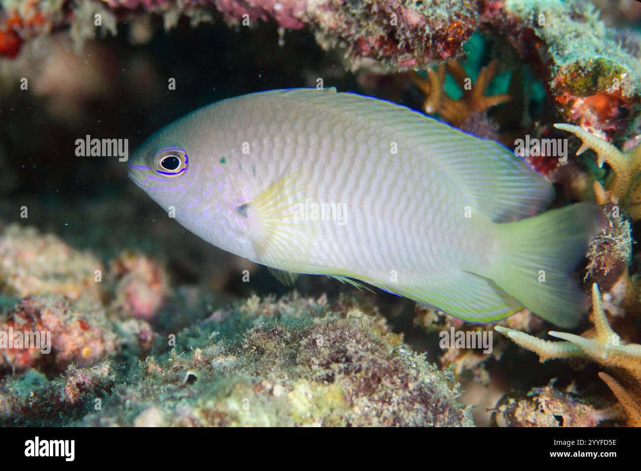Reid's Damselfish, Pomacentrus reidi, Pulau Viawar dive site, Tanimbar ...