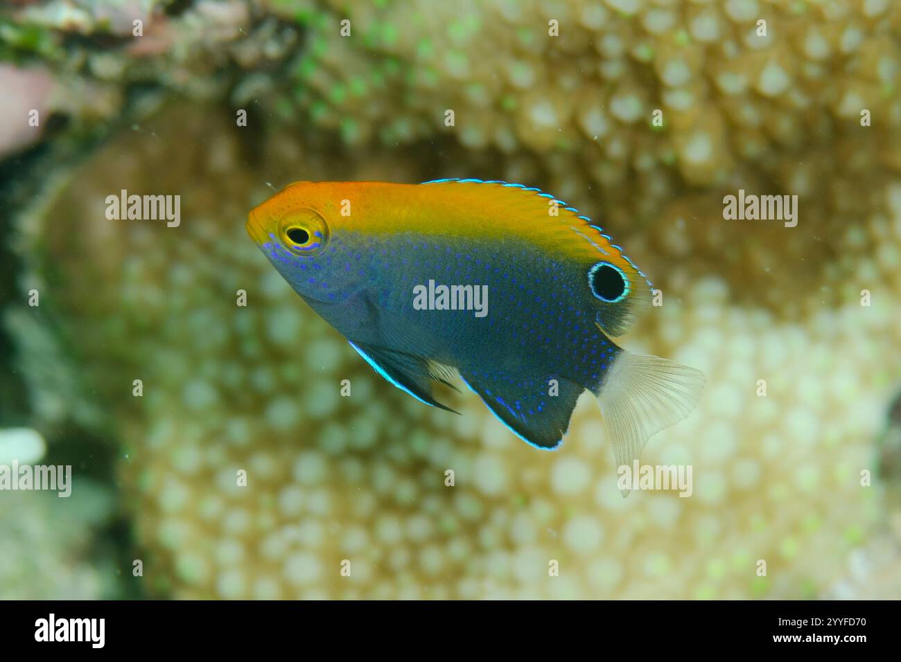 Juvenile Whitetail Damselfish, Pomacentrus chrysurus, Pulau Viawar dive ...