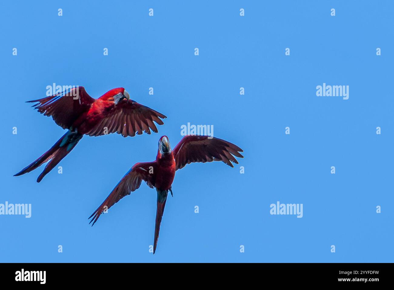 Scarlet macaws in mid-flight against a bright blue sky, showcasing ...