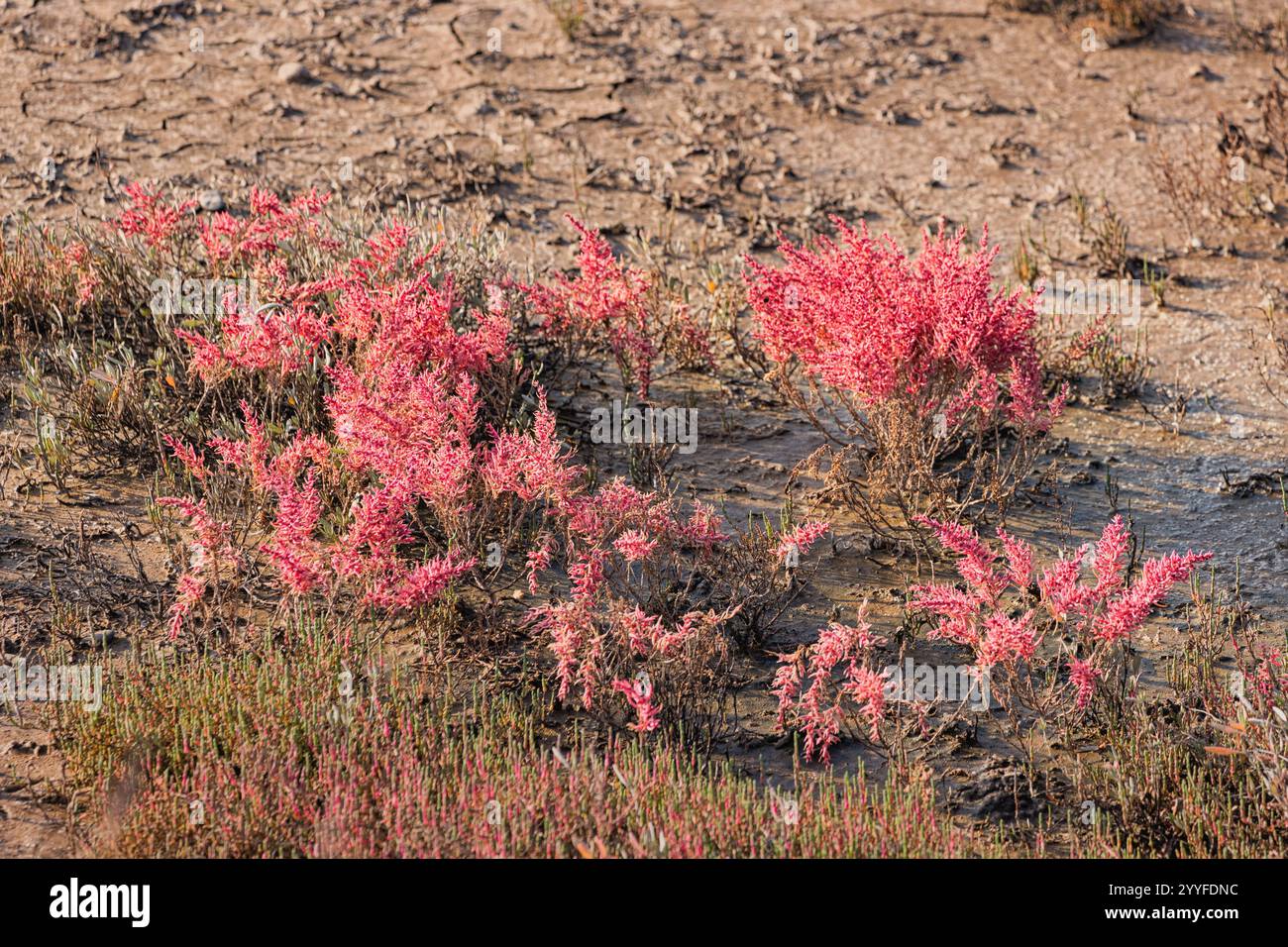 Close up of pink seablite growing in cracked dried mud in salt marsh ...