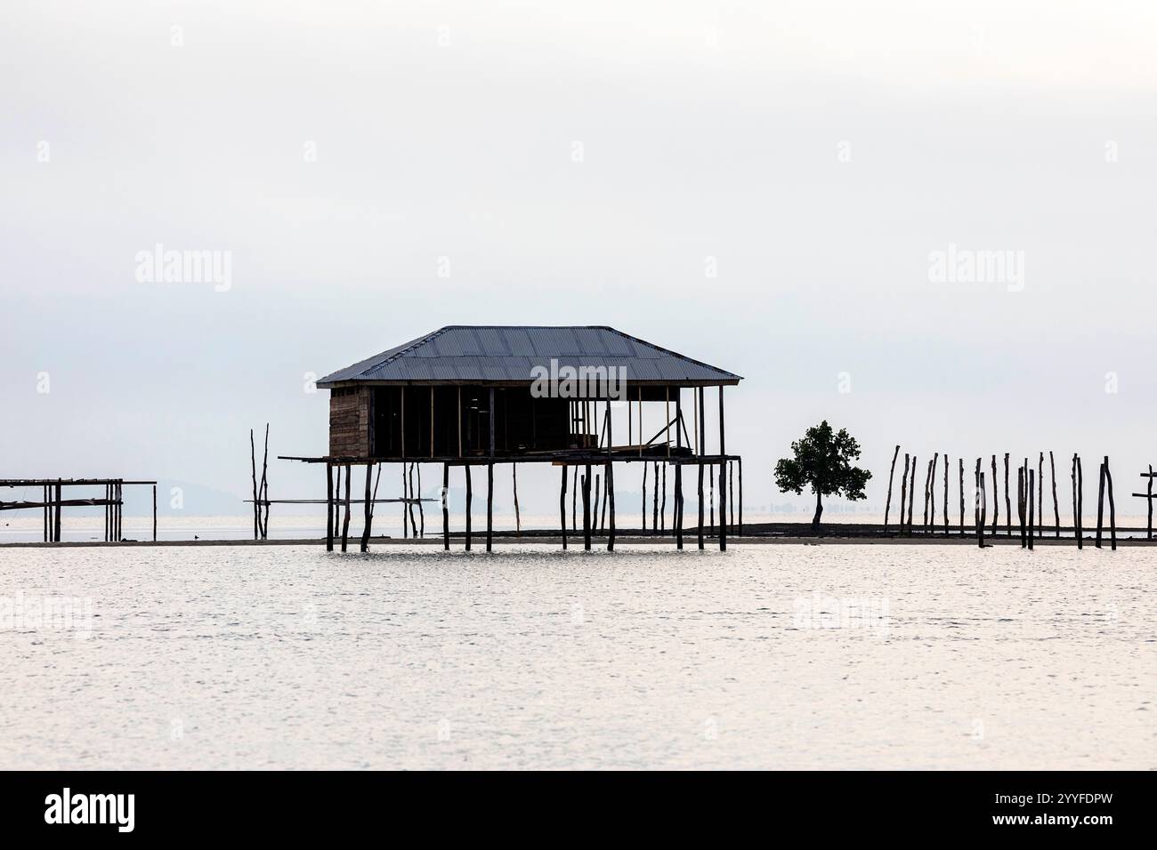 Wooden Houses on stilts with a lone mangrove tree, traditional bajau ...