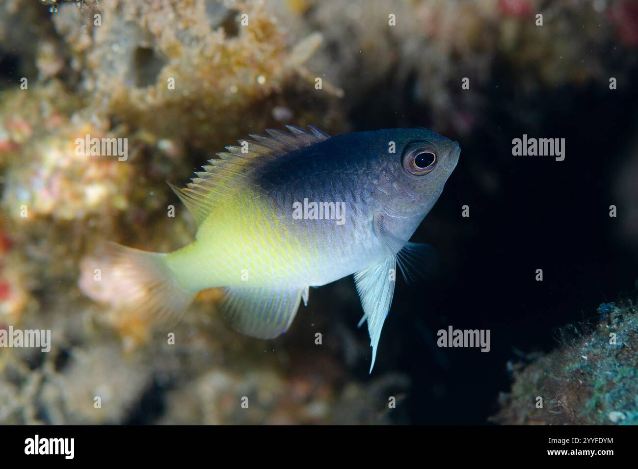 Juvenile Rolland's Damselfish, Chrysiptera rollandi, Jemeluk Bay dive ...