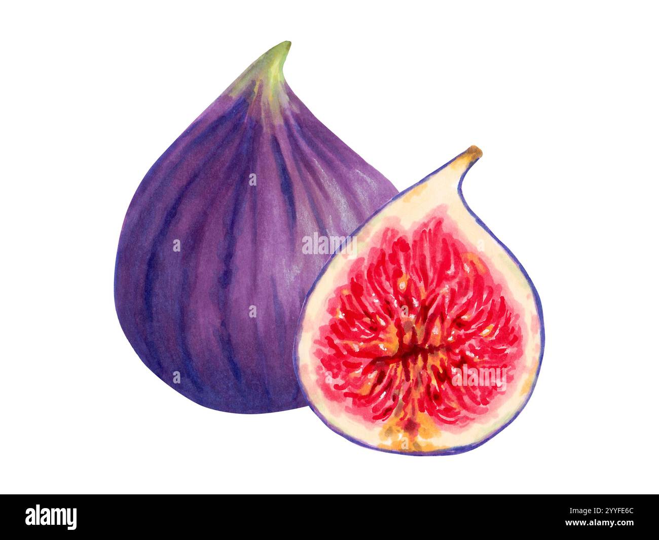Fruit composition of whole and half figs. Botanical illustration with ...