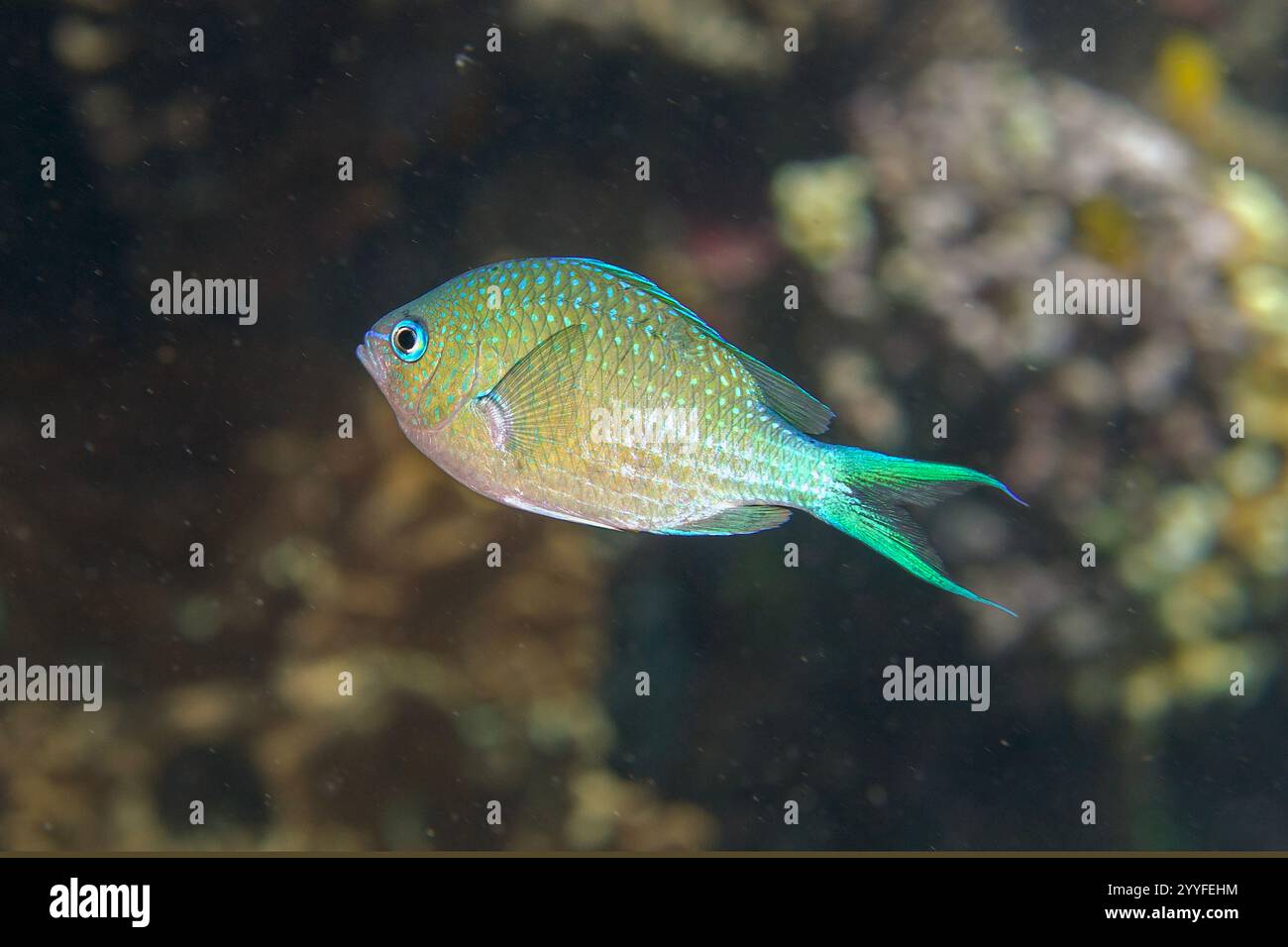 Blue-green Chromis, Chromis viridis, Tanjung Usi dive site, Bangka ...