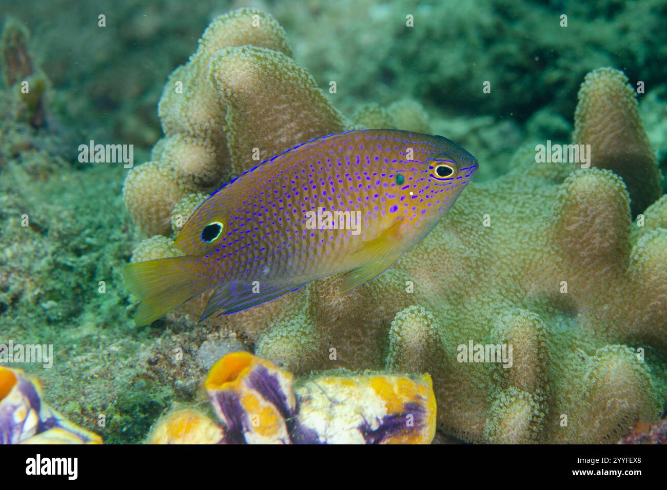 Princess Damselfish, Pomacentrus vaiuli, Sanggamau dive site, Bangka ...