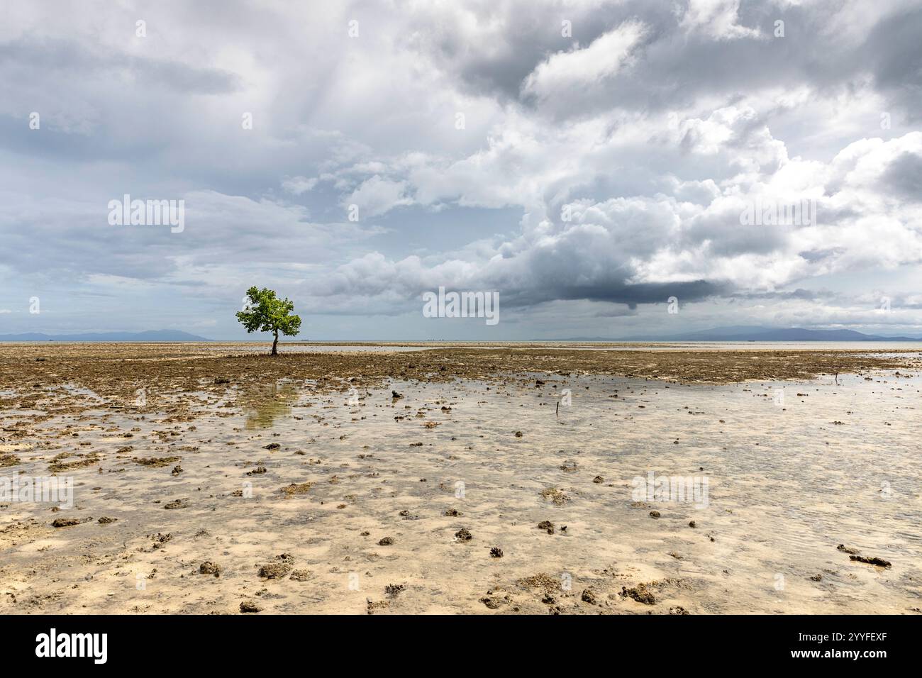 Beautiful lone mangrove tree in the middle of the shallow sea at low ...