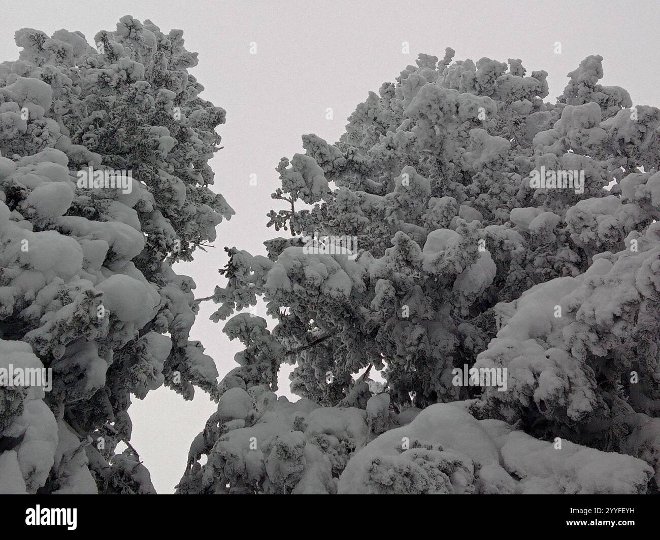 Trees in snow after snowfall Stock Photo - Alamy