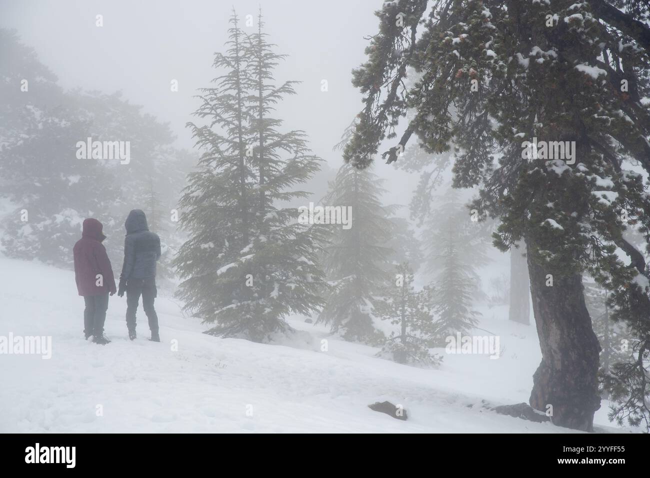 Two hikers enjoying a snowy landscape in a cedar forest during a foggy ...